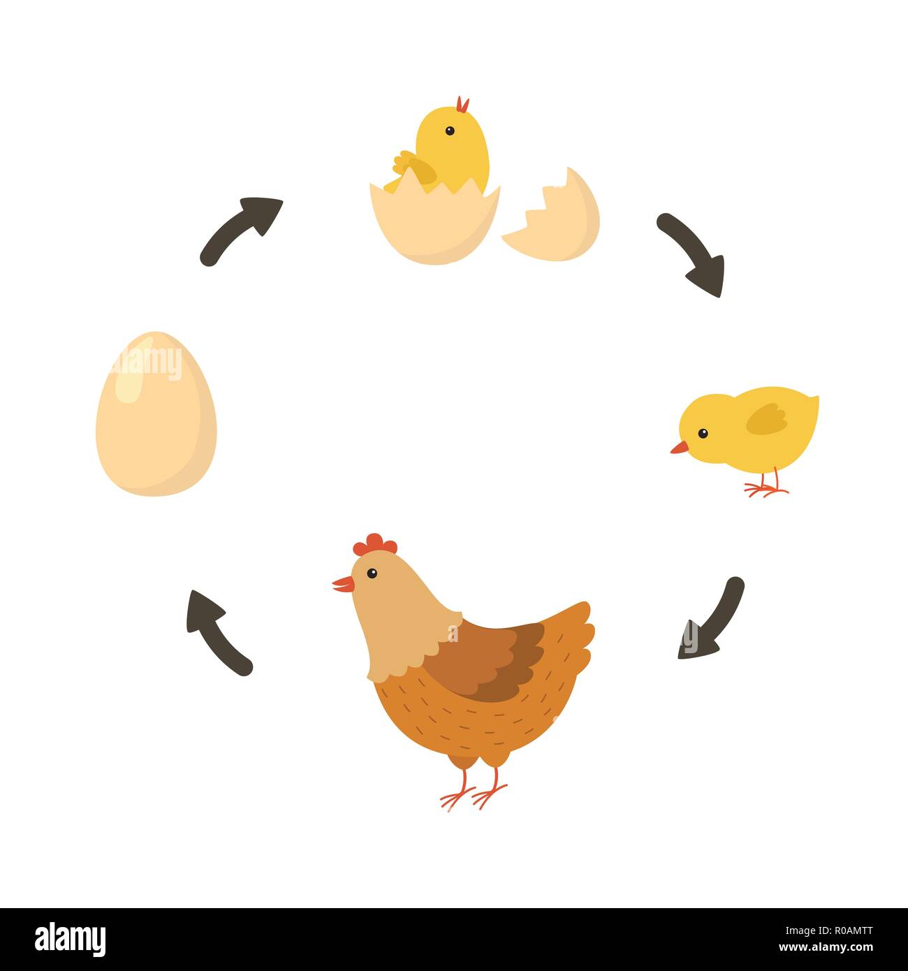 Cycle de vie du poulet. Vector illustration Image Vectorielle Stock - Alamy