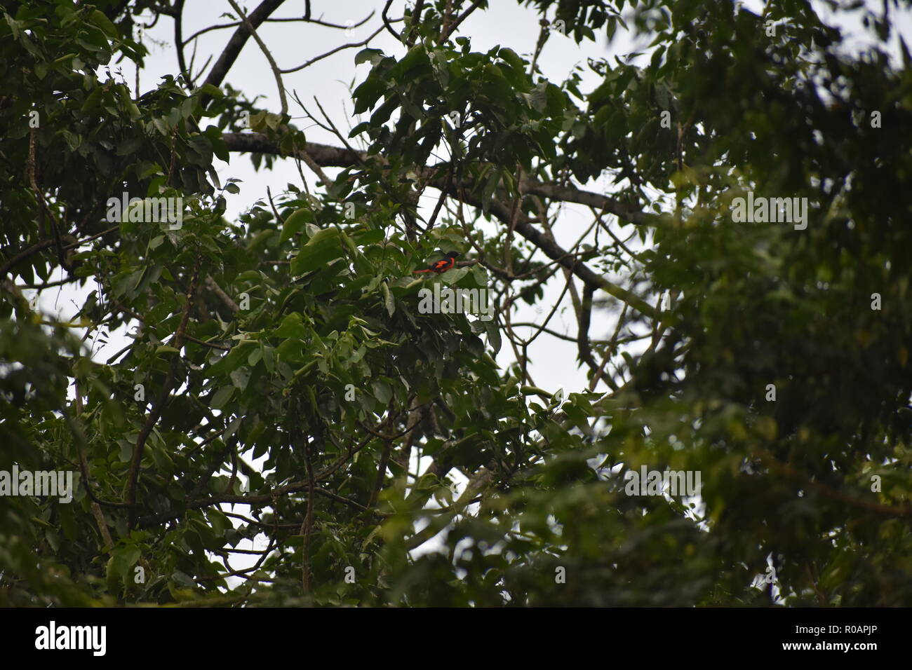 Darjeeling rouge Banque de photographies et d’images à haute résolution ...