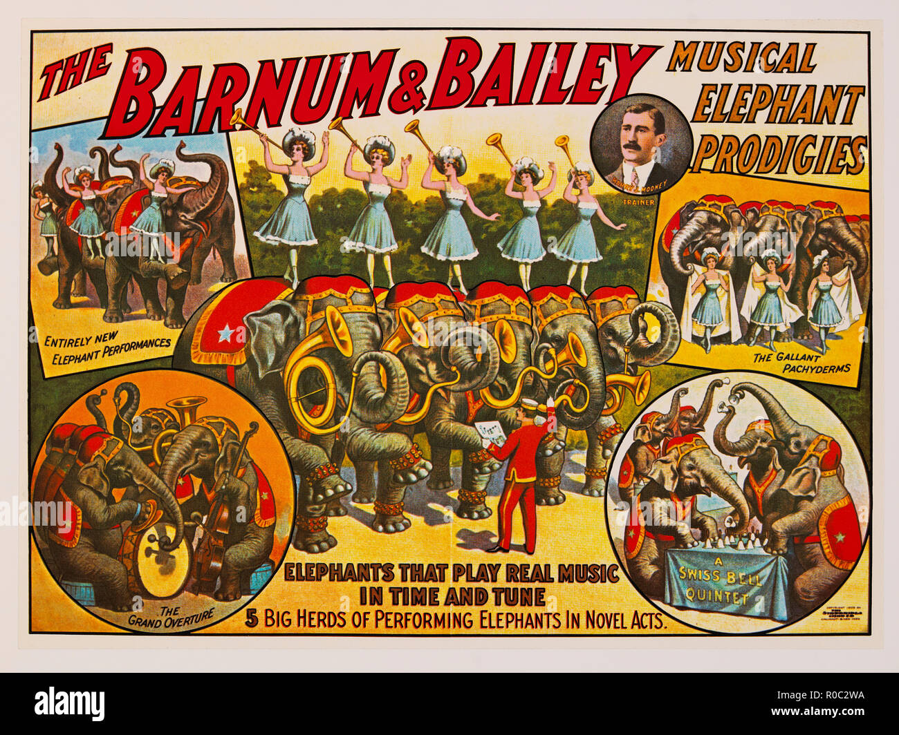 Le Barnum & Bailey Éléphant Musical Prodigies, éléphants qui jouent de ...