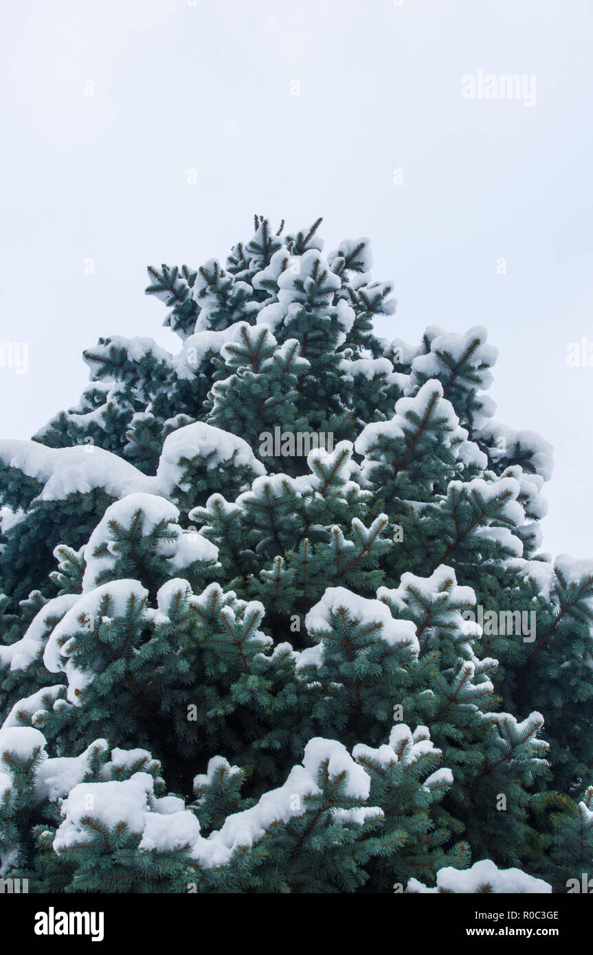 Christmas wallpaper Banque de photographies et d’images à haute ...