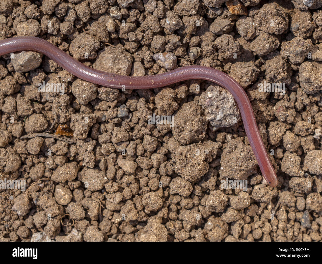 European Blind serpent ou serpent ver Européen (Typhlops vermicularis ...