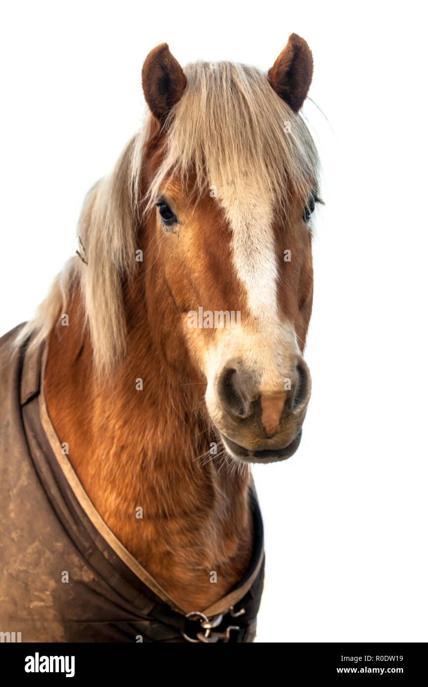 Chevaux mignons Banque de photographies et d’images à haute résolution ...