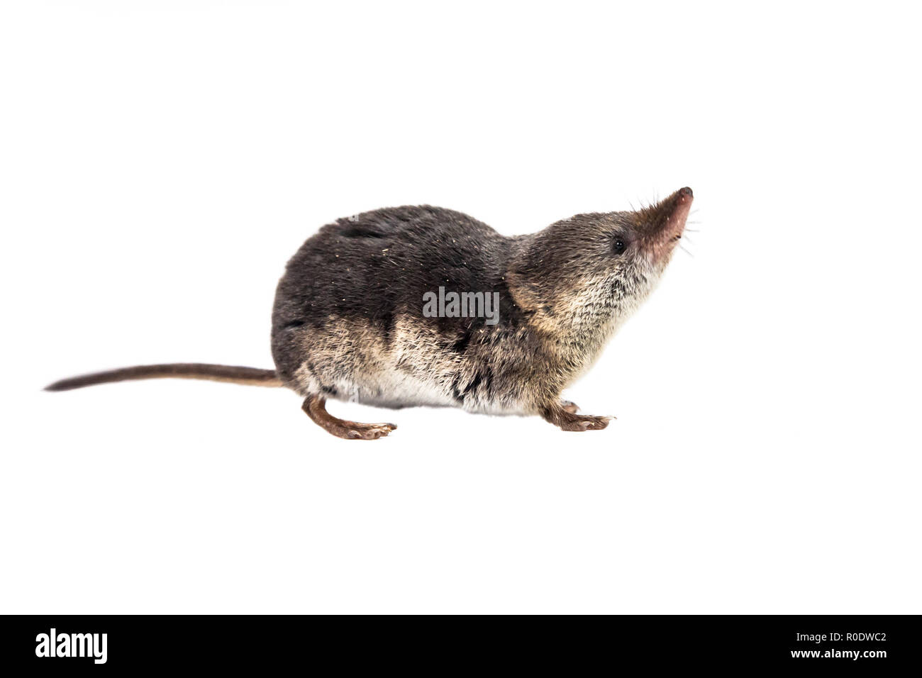 Les musaraignes sont parmi les plus primitifs des animaux sur la ...