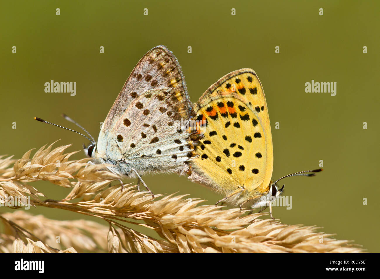 Accouplement de couple de papillons Banque de photographies et d’images ...