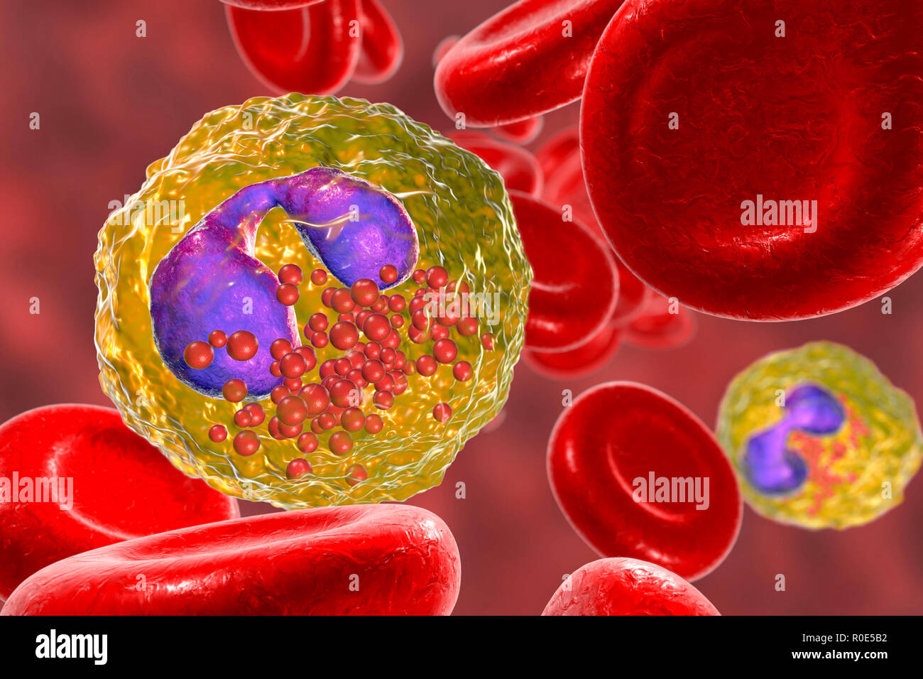 Cellules de la moelle osseuse Banque de photographies et d’images à ...