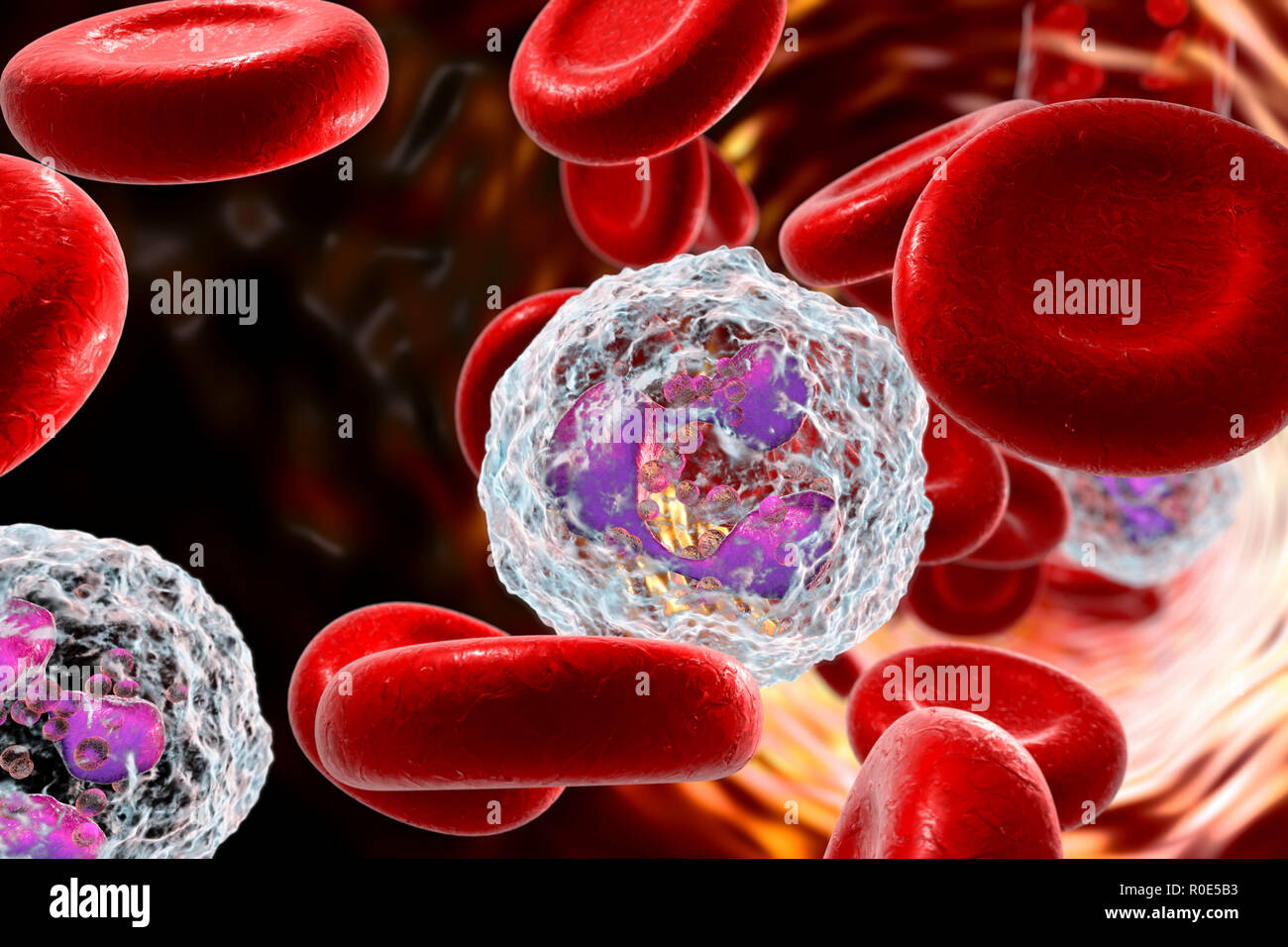 Globules blancs neutrophiles, illustration de l'ordinateur. Les ...