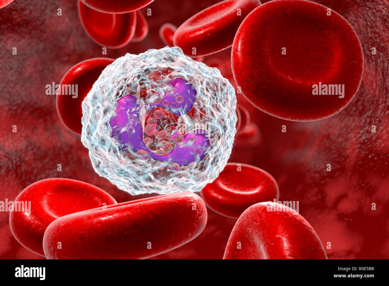 Neutrophil granulocytes Banque de photographies et d’images à haute ...