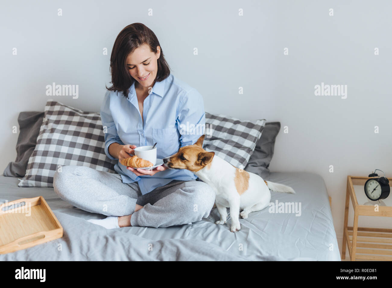 Animaux domestiques, matin, de confort, de repos et de personnes ...