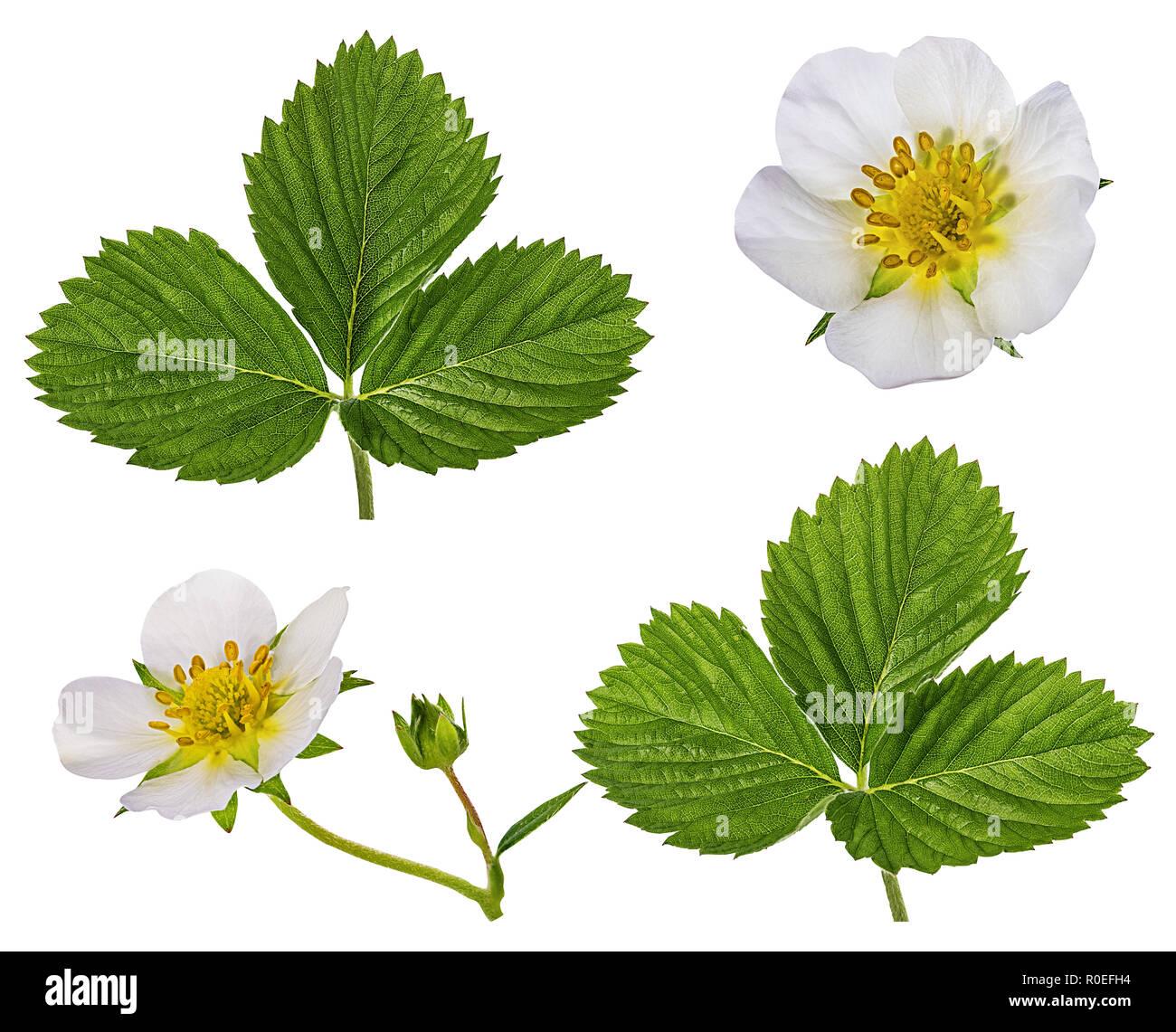 Fleurs de fraise Banque de photographies et d’images à haute résolution ...