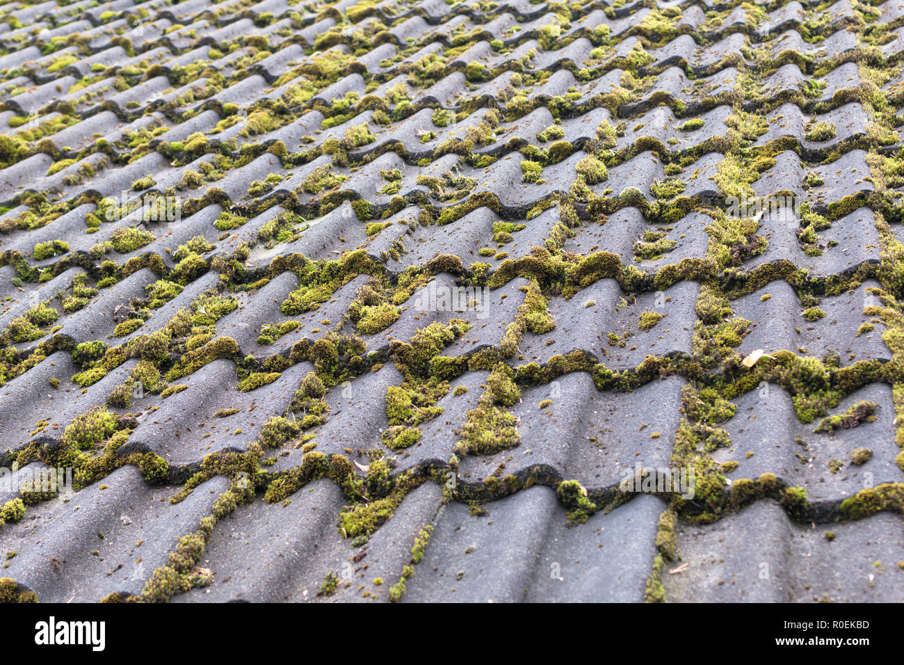 Tuiles de toit mousse Banque de photographies et d’images à haute ...
