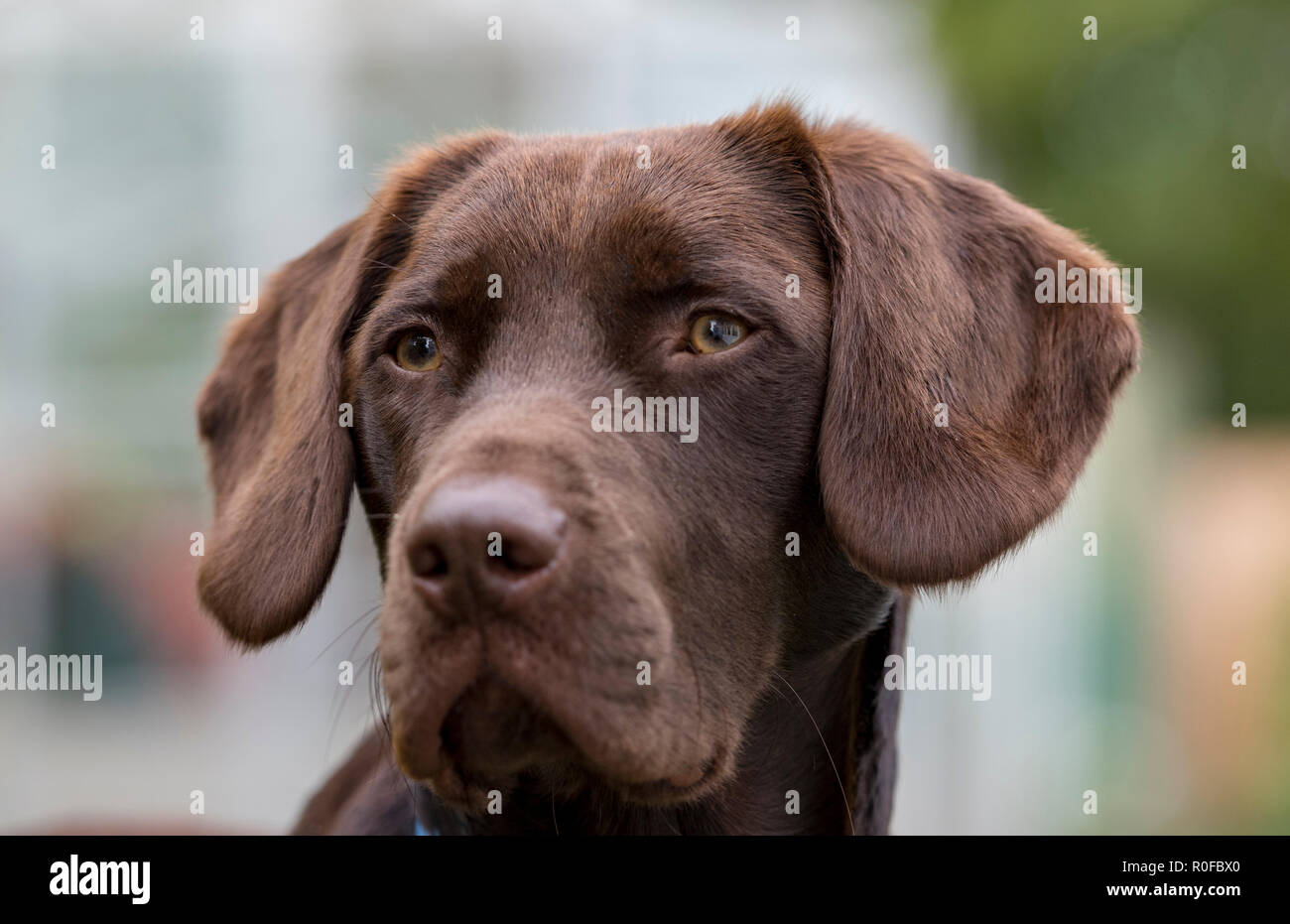 Labrador springer spaniel cross Banque de photographies et d’images à ...