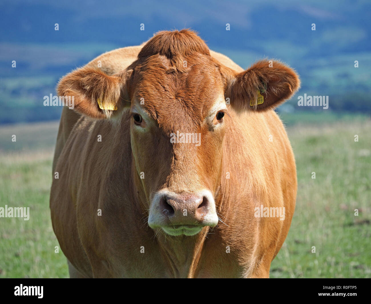 Vache avec coiffure Banque de photographies et d’images à haute ...
