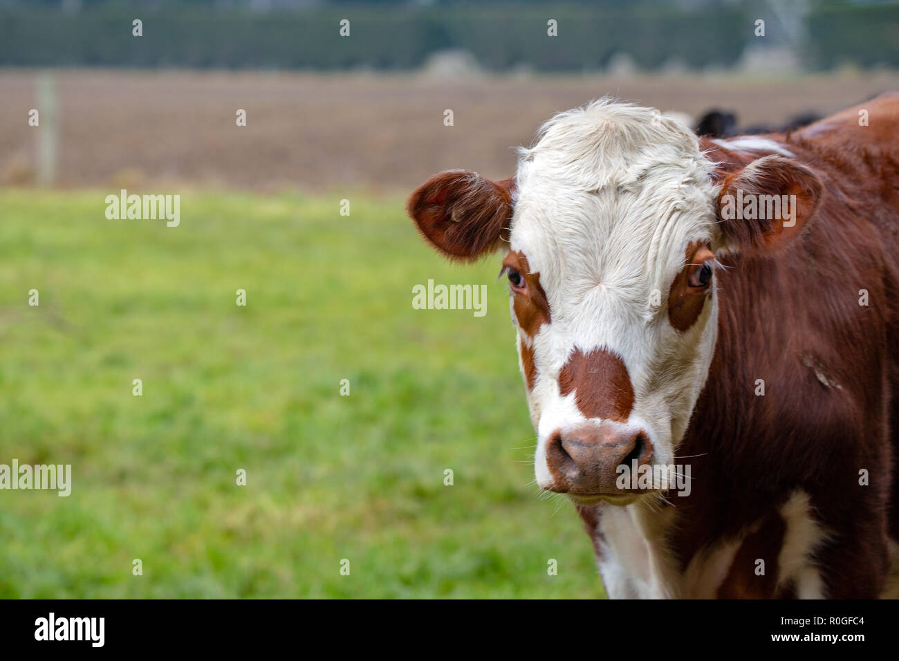 Vache animal cornes brunes Banque de photographies et d’images à haute ...