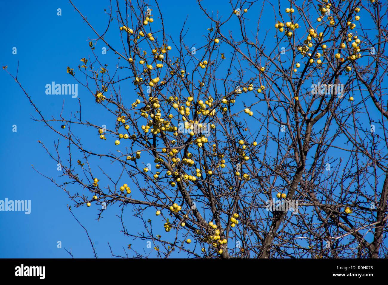 Pommier sauvage Banque de photographies et d’images à haute résolution ...