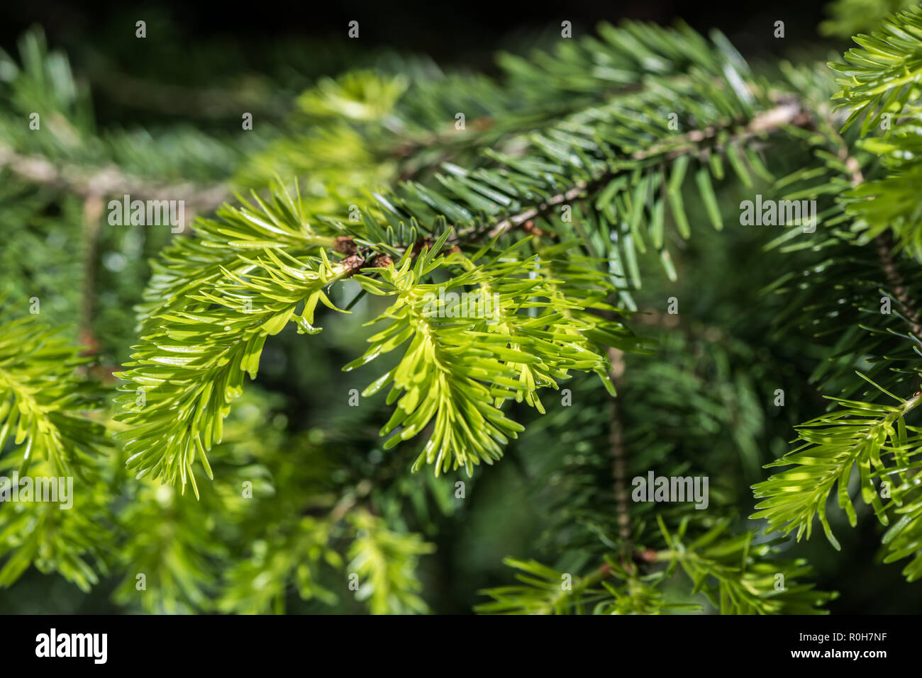 Nouvelle pousse de pin Banque de photographies et d’images à haute ...
