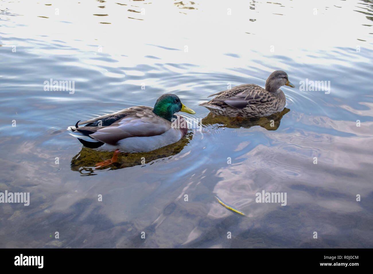 Canard colvert natation dans la rivière Colne qui traverse Bibury ...