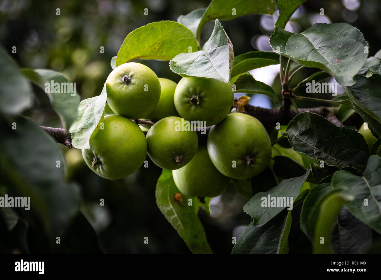 Jeunes pommes sur arbre Banque de photographies et d’images à haute ...