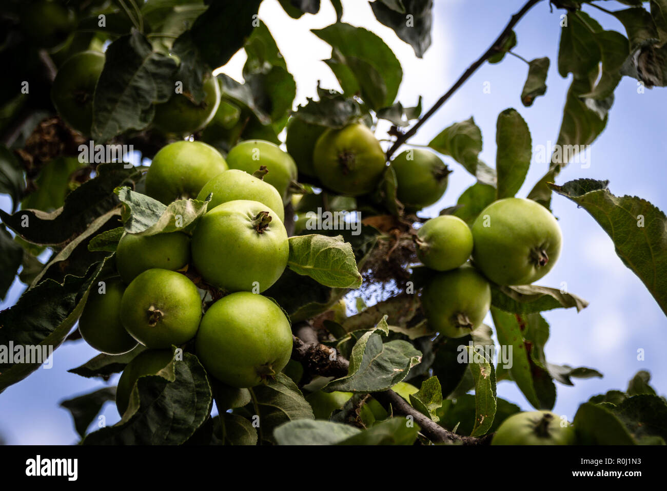 Jeunes pommes sur arbre Banque de photographies et d’images à haute ...