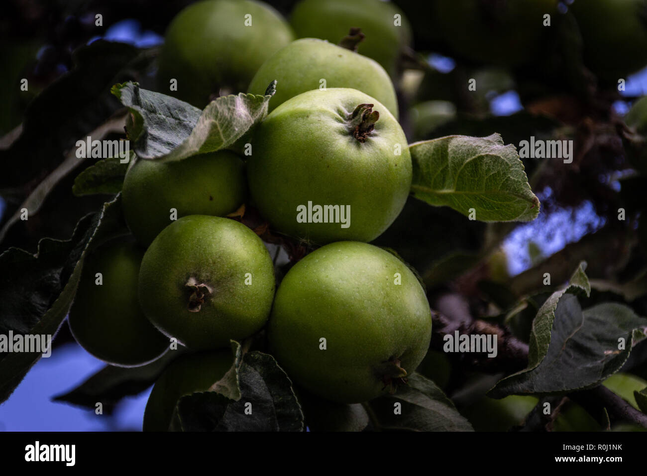 Jeunes pommes sur arbre Banque de photographies et d’images à haute ...