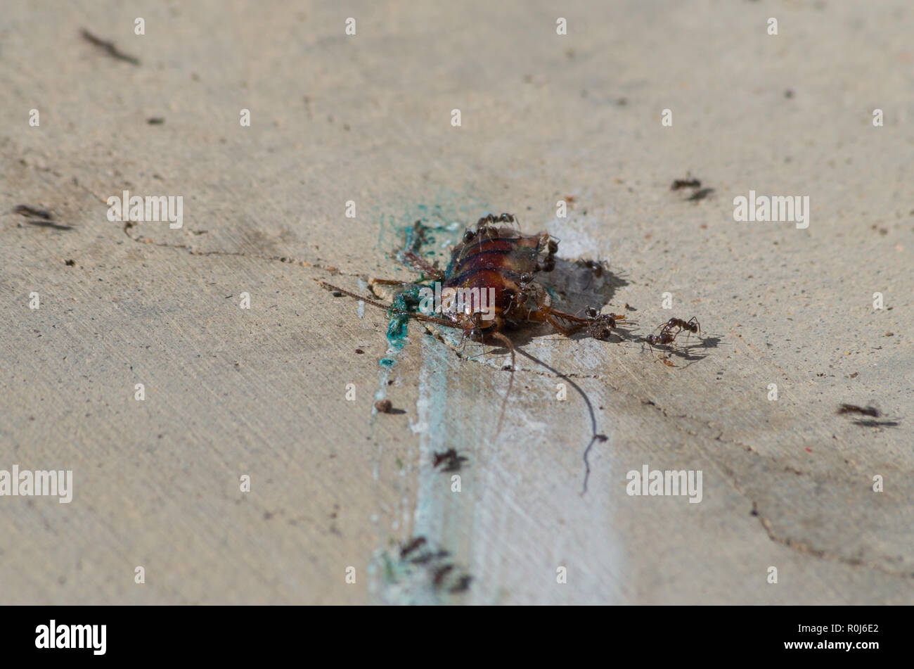 Cancrelat empoisonnées avec piège à appât comestible et pressé d'être ...
