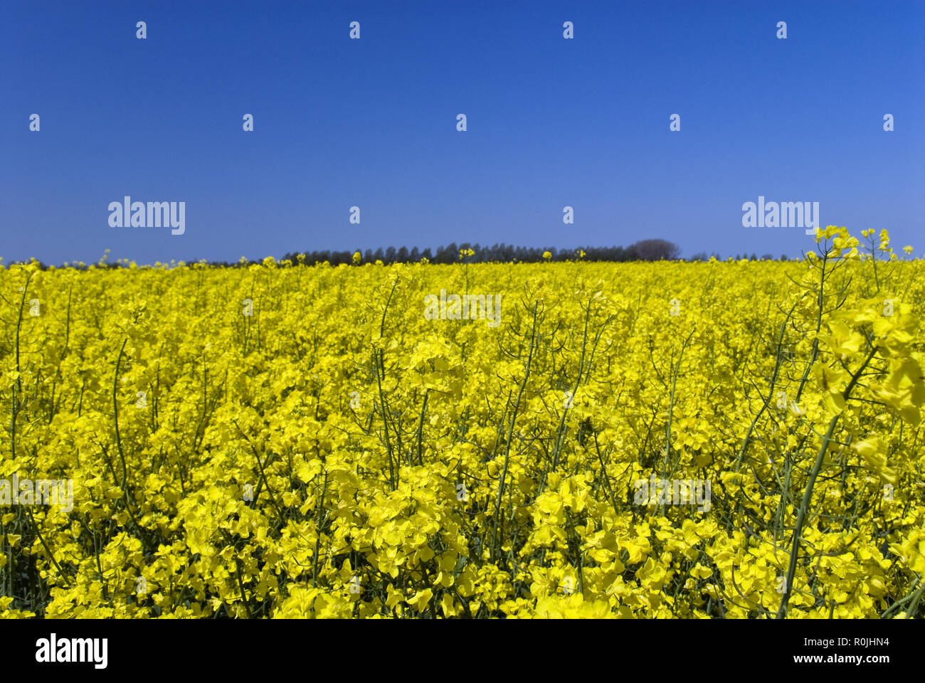Azincourt museum Banque de photographies et d’images à haute résolution ...