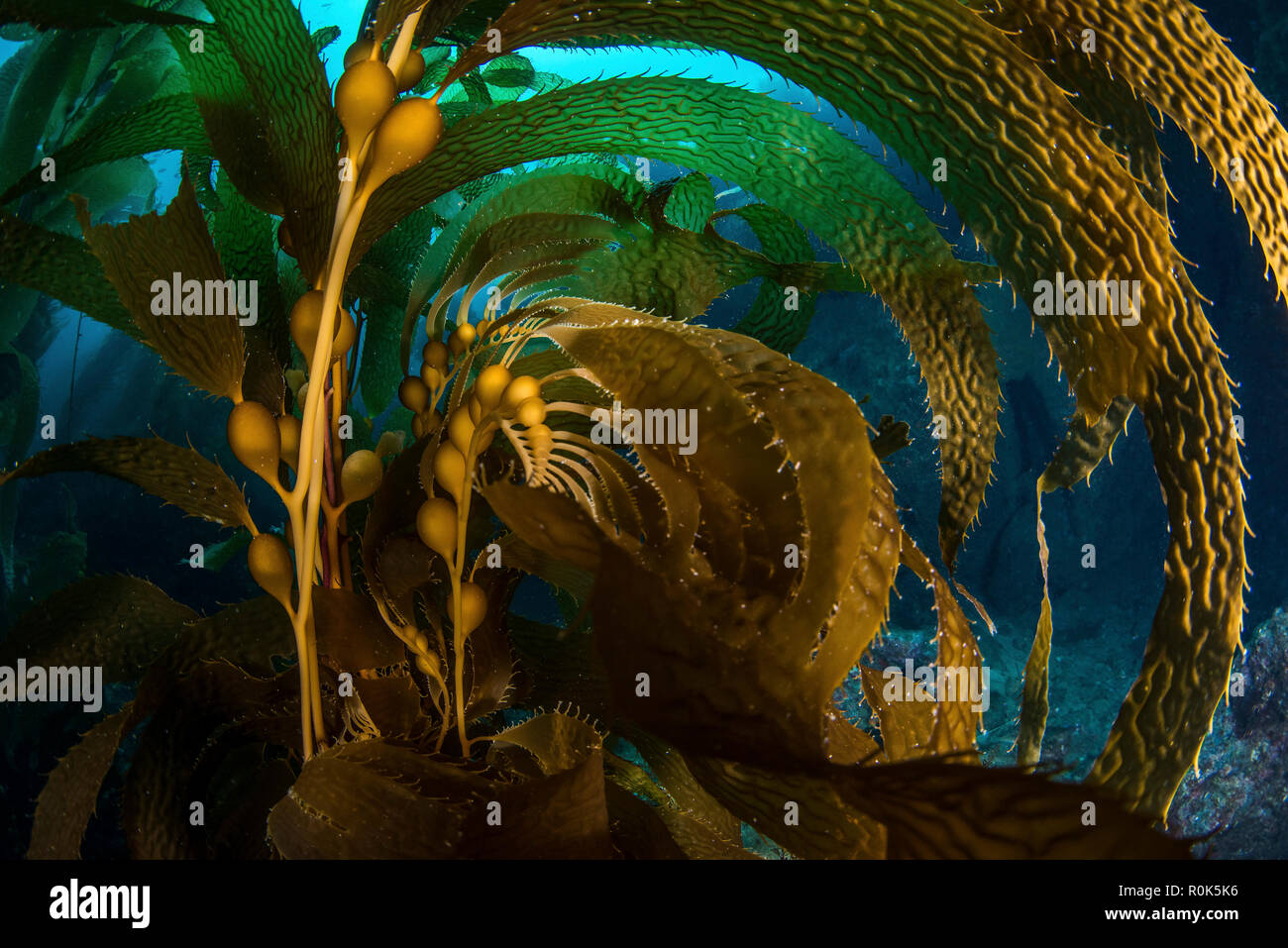 Varech du pacifique Banque de photographies et d’images à haute ...