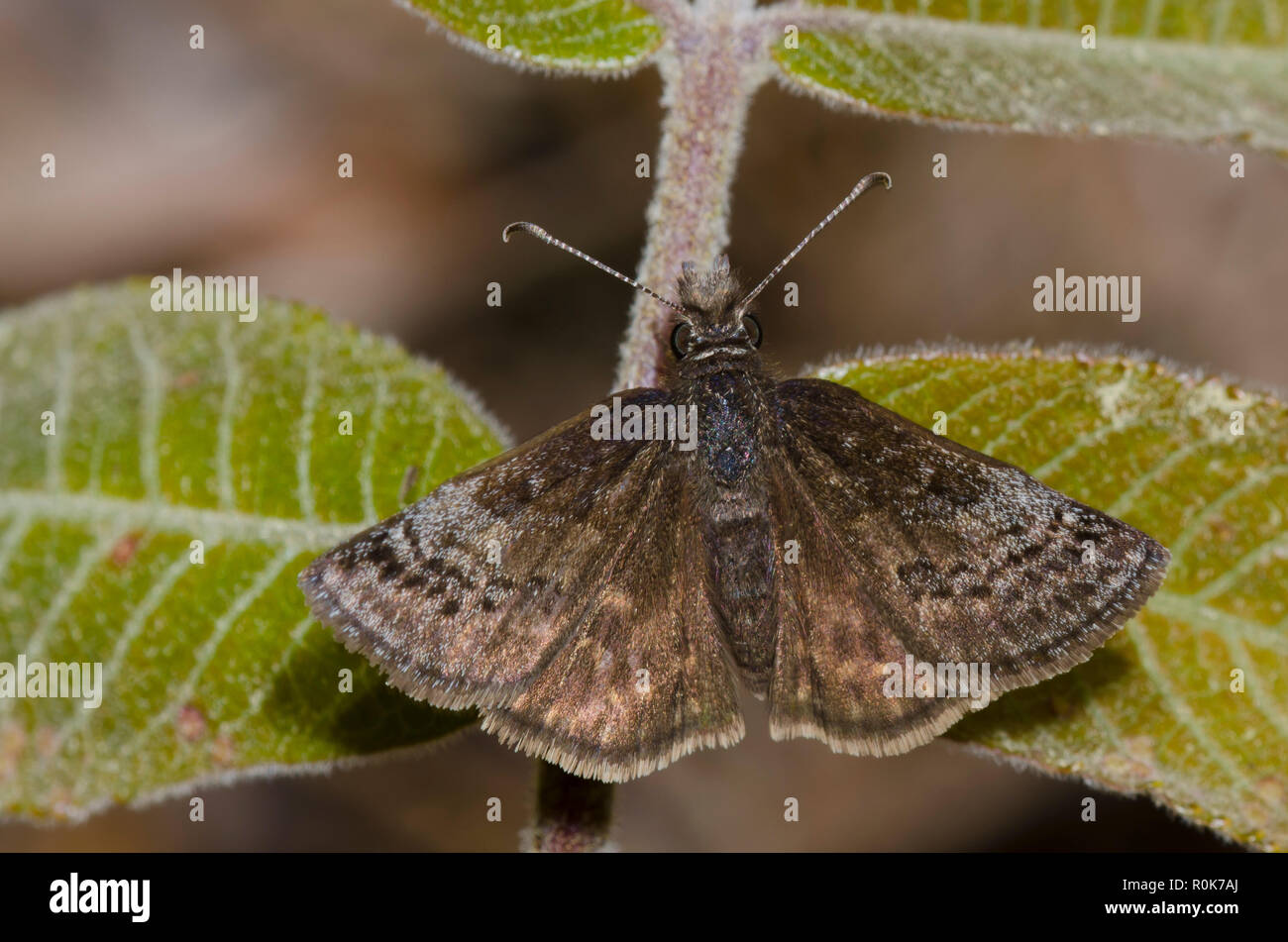 Erynnis icelus Banque de photographies et d’images à haute résolution ...