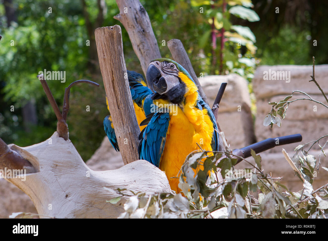 Ara ararauna ara ararauna bleu et jaune Banque de photographies et d ...