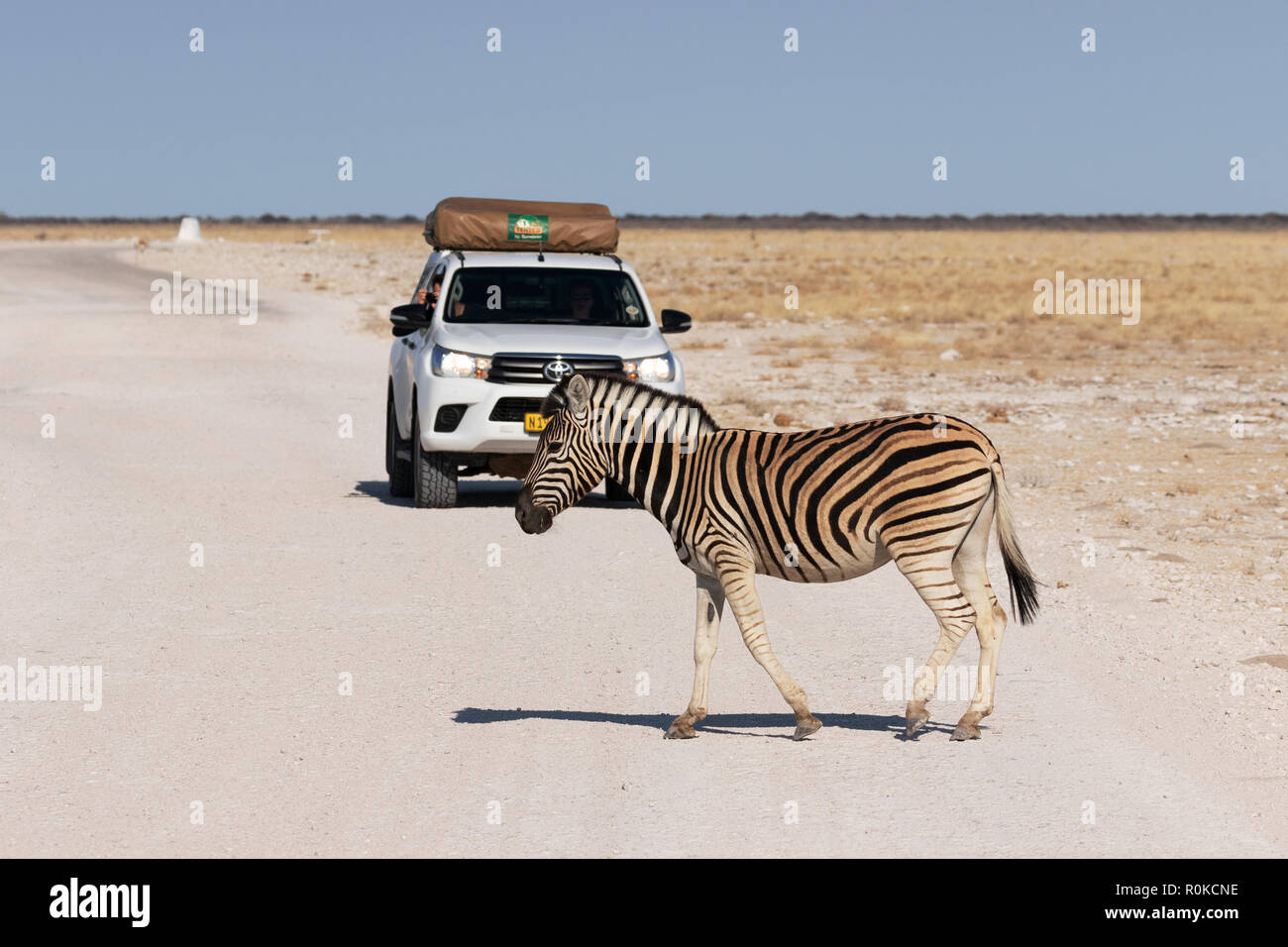 Animal traversant la route Banque de photographies et d’images à haute ...