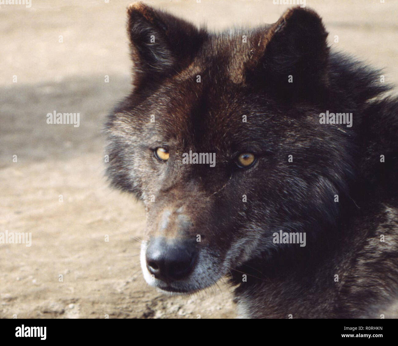 Wolf attack Banque de photographies et d’images à haute résolution - Alamy