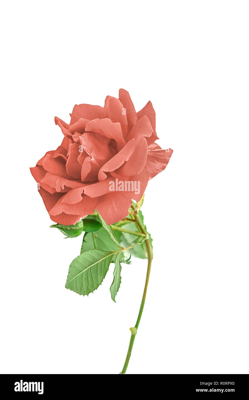 Single rosebud Banque de photographies et d’images à haute résolution ...