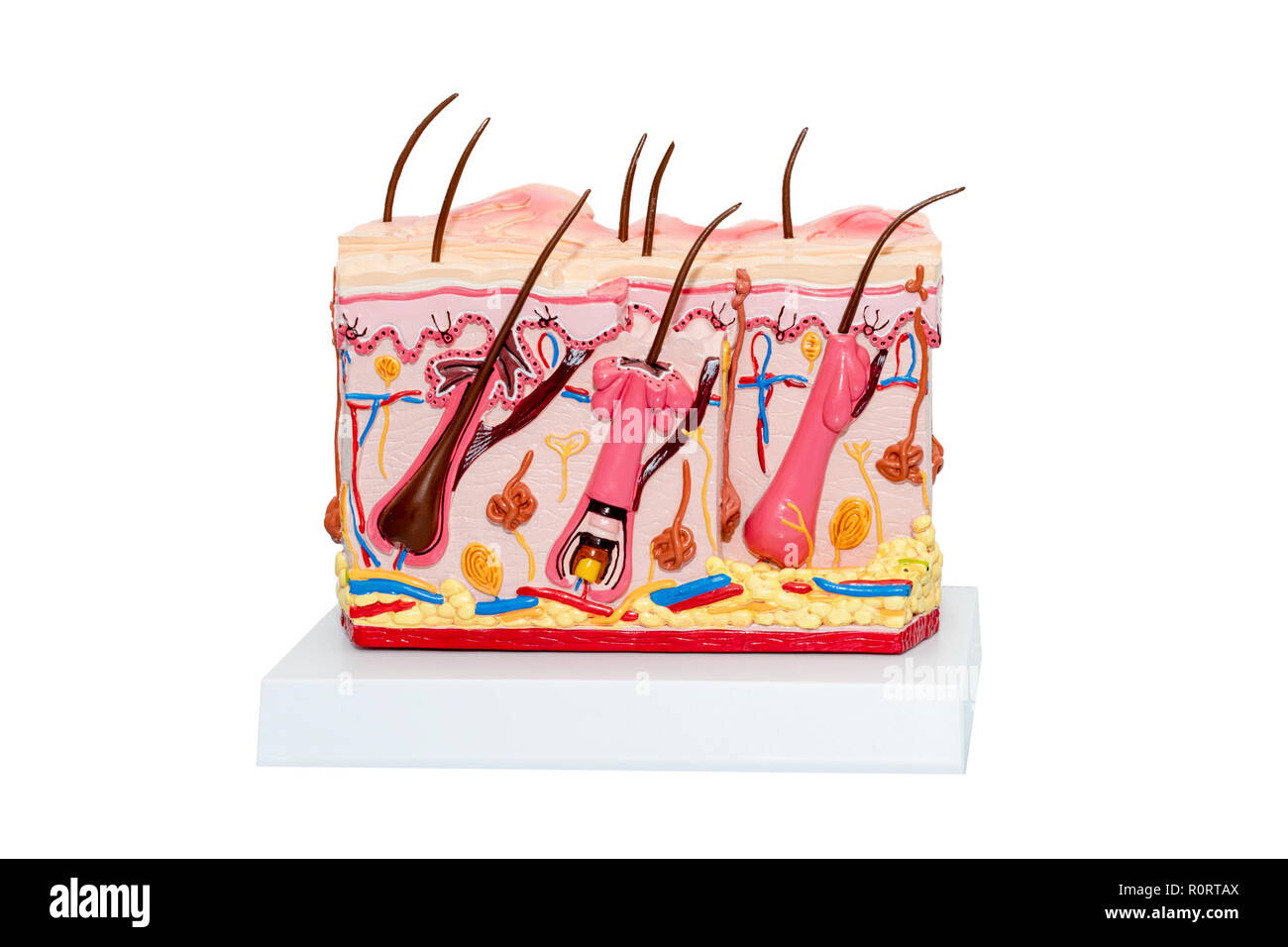 Structure de la peau Banque de photographies et d’images à haute ...