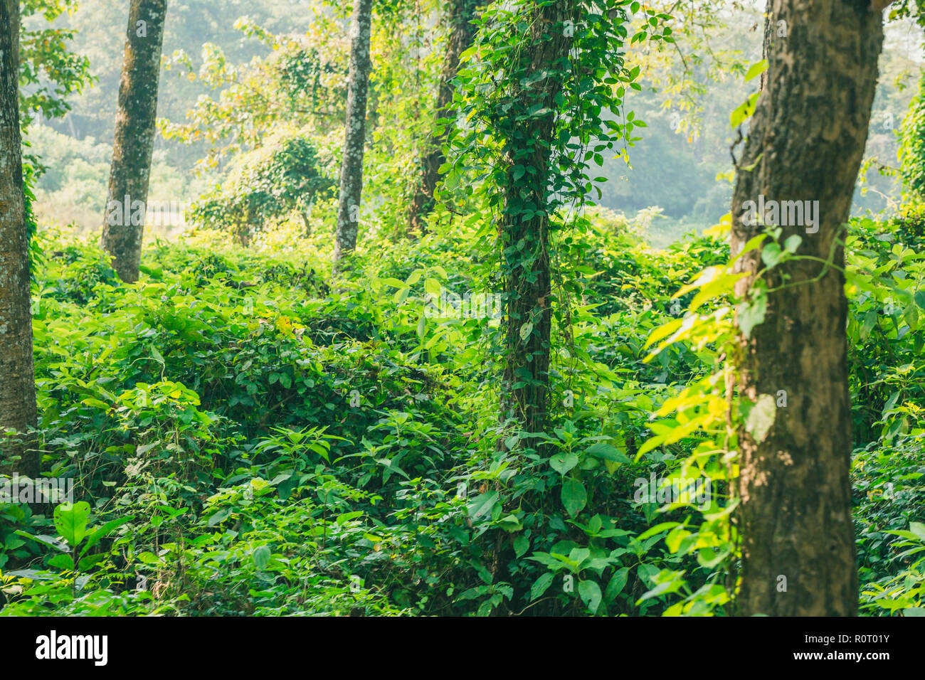 Jungle dense forêt dense subtropicale,du Népal.Forêt Tropicale le motif ...