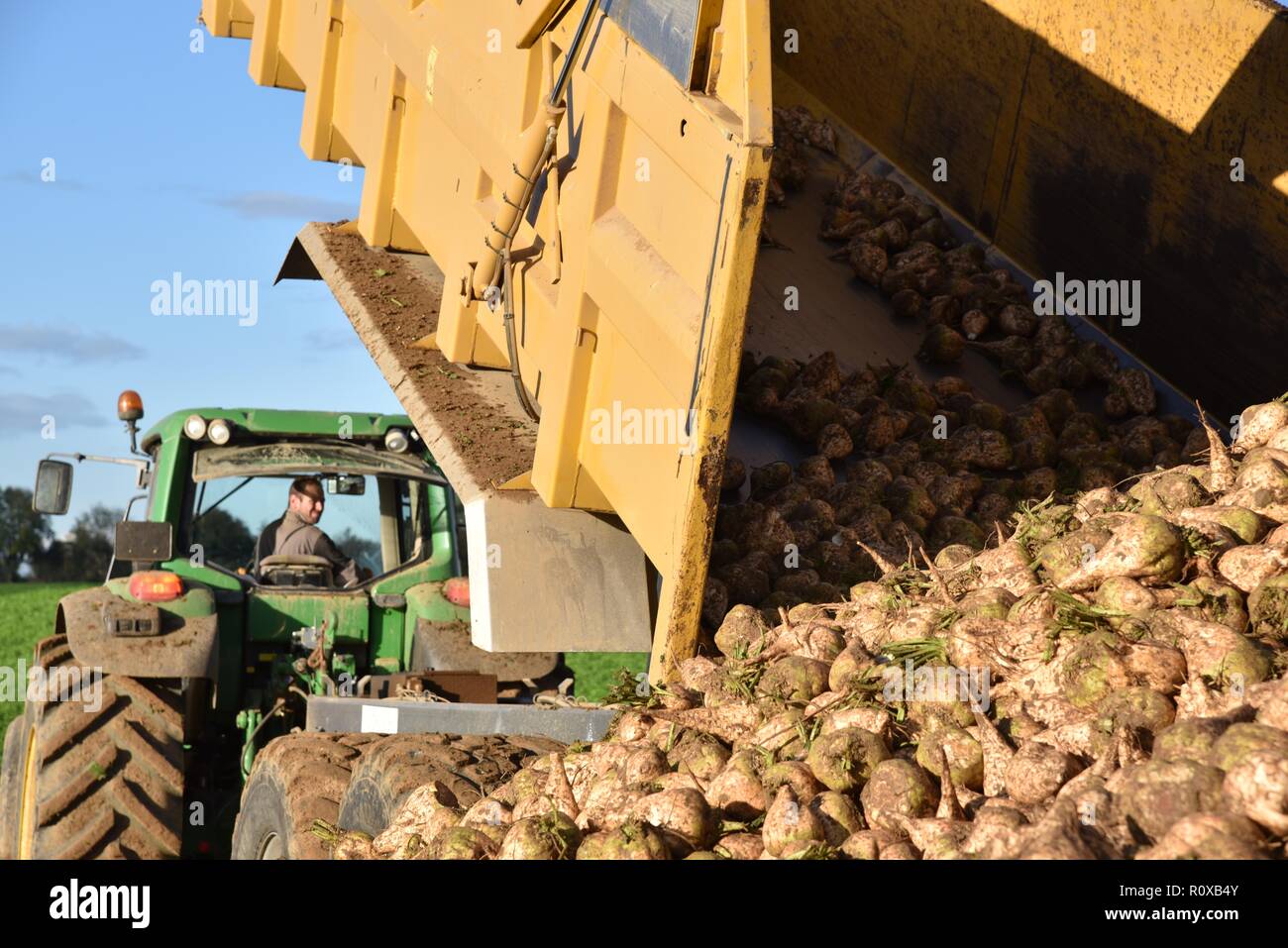 La betterave à sucre (Beta vulgaris) : la récolte et le transport des ...