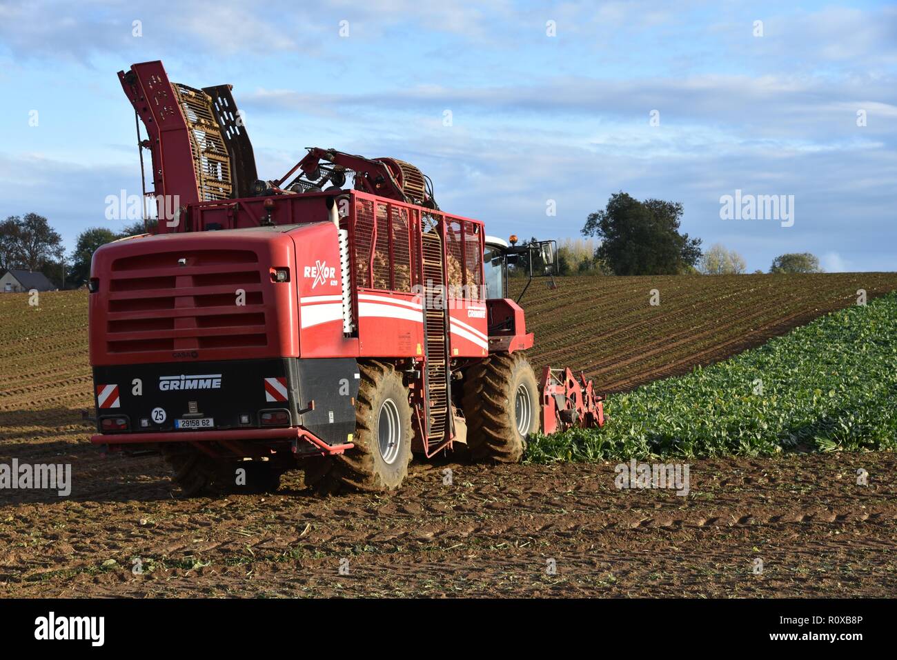 La betterave à sucre (Beta vulgaris) : la récolte et le transport des ...