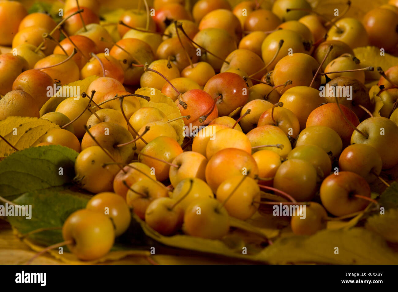 Feuilles De Pommetier Banque d'image et photos - Alamy
