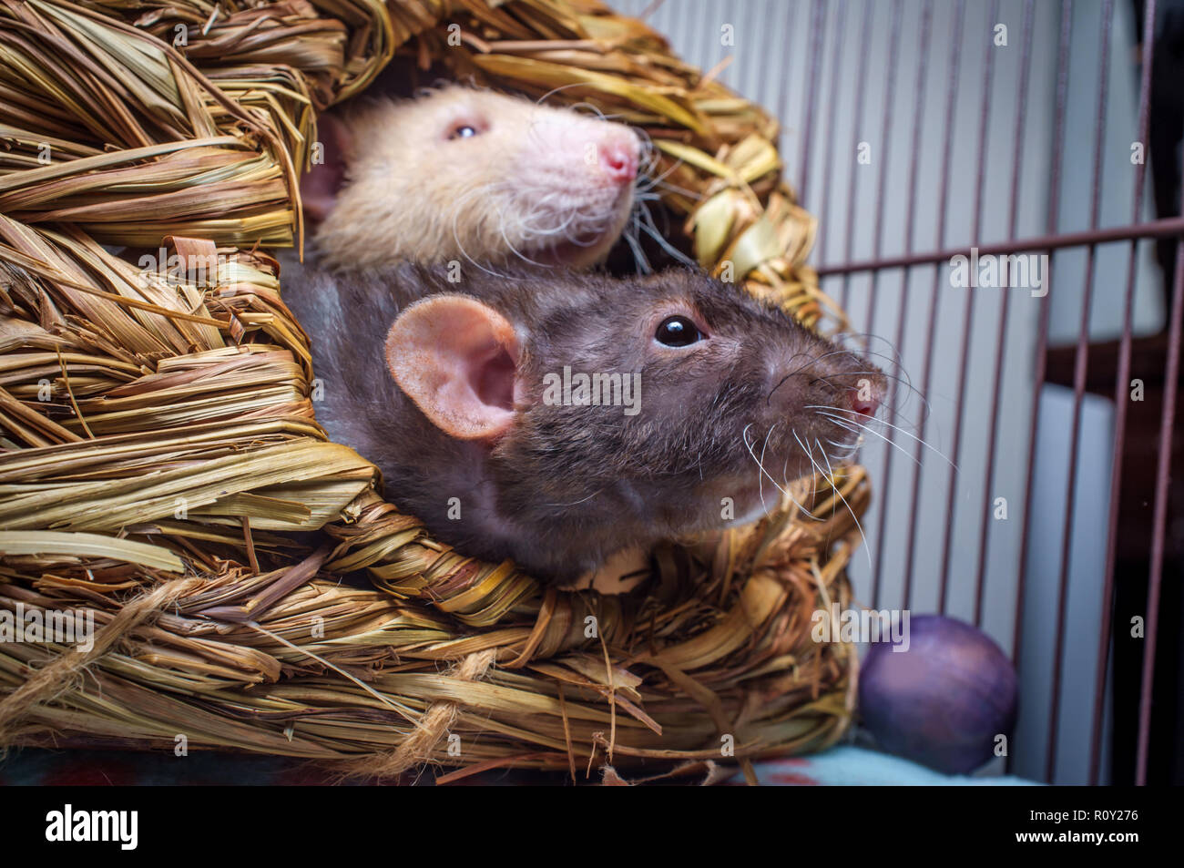 Double rex rat Banque de photographies et d’images à haute résolution ...