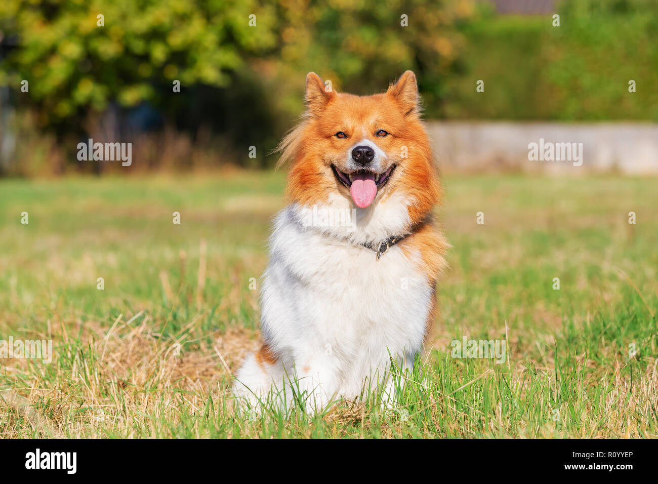 Chien elo Banque de photographies et d’images à haute résolution - Alamy