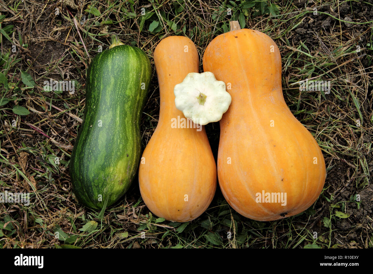 Courgette kabocha légume citrouille Banque de photographies et d’images ...