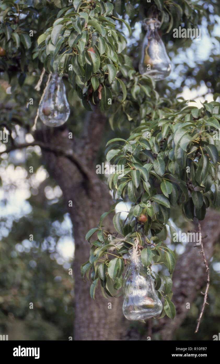 Arbre bouteille de jardin Banque de photographies et d’images à haute ...