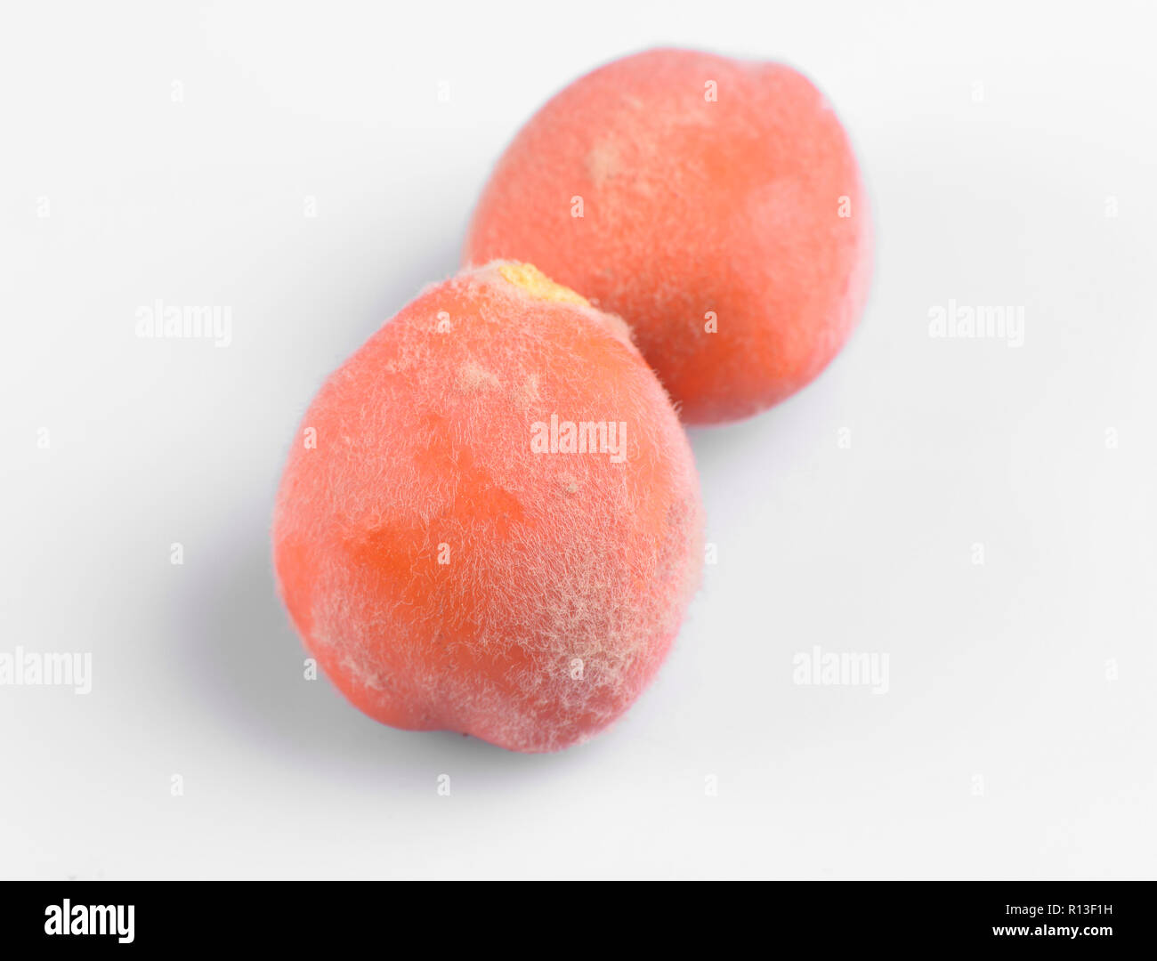 Cycas fruit Banque de photographies et d’images à haute résolution - Alamy