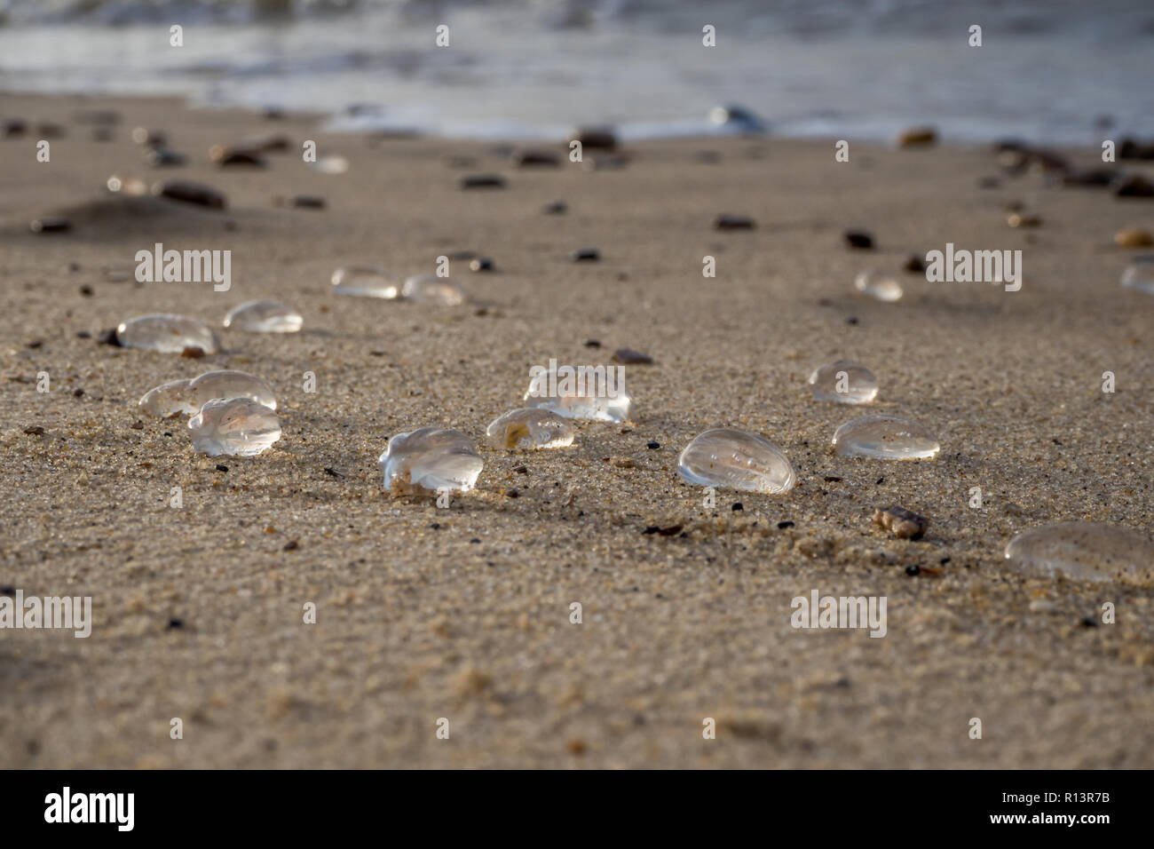 Groseille de mer Pleurobrachia Photo Stock - Alamy