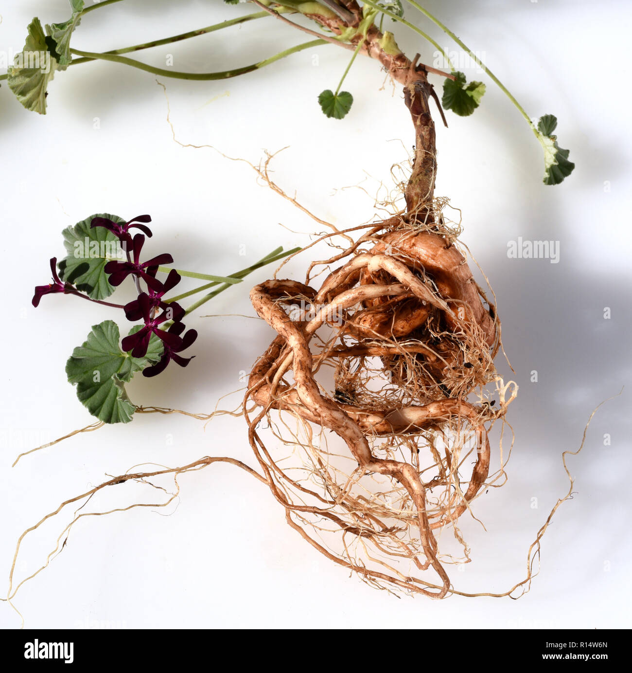 Géranium pelargonium sidoides Banque de photographies et d’images à ...