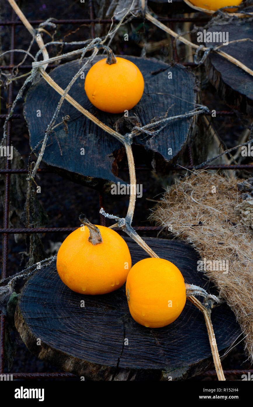 Potiron d'ornement Banque de photographies et d’images à haute ...
