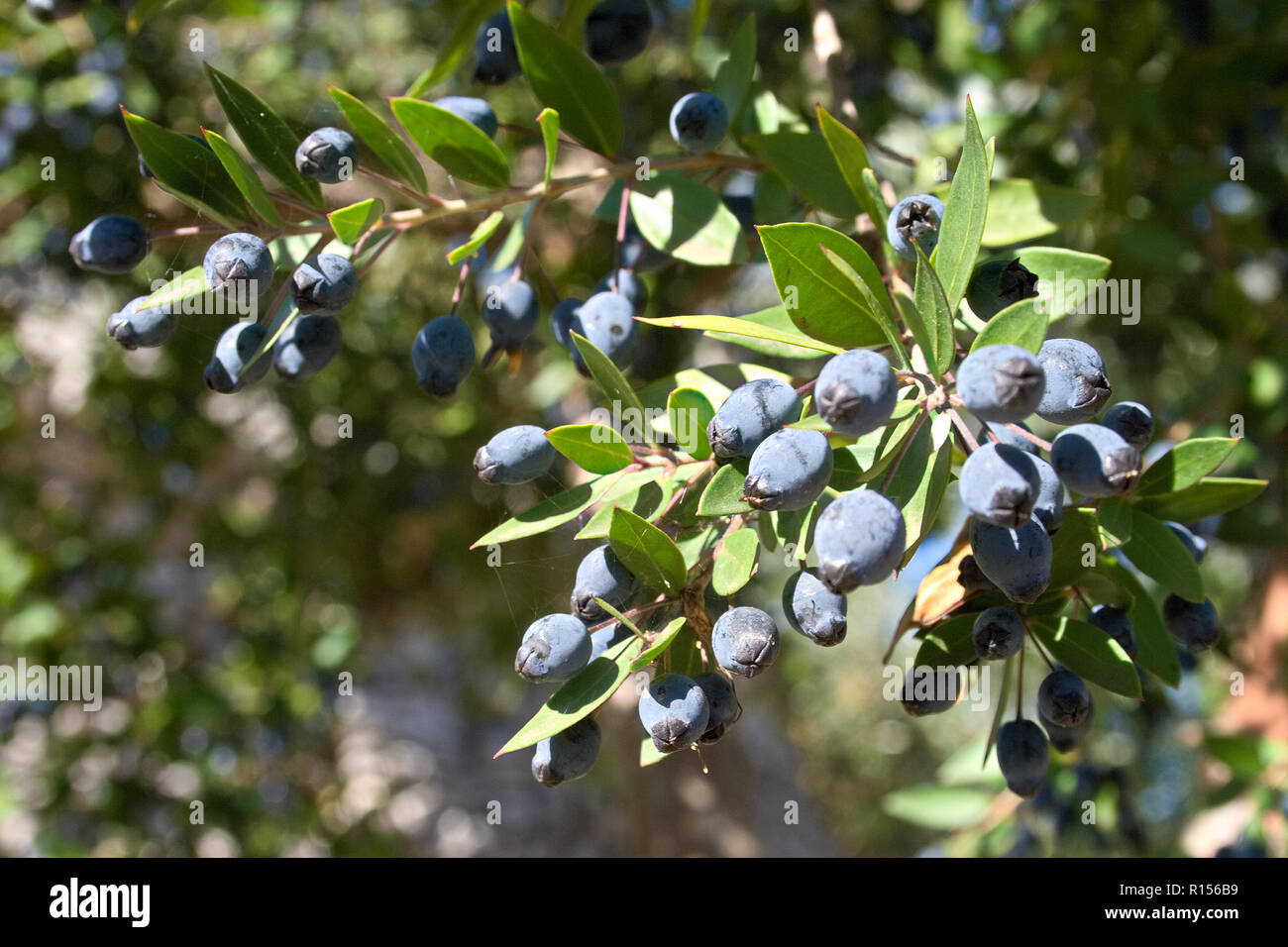 Myrtus communis avec fruits, le myrte, commune de la famille des ...