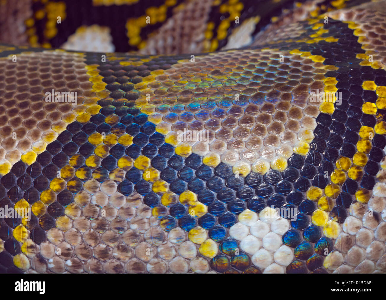 Mondes les plus longs serpents Banque de photographies et d’images à ...