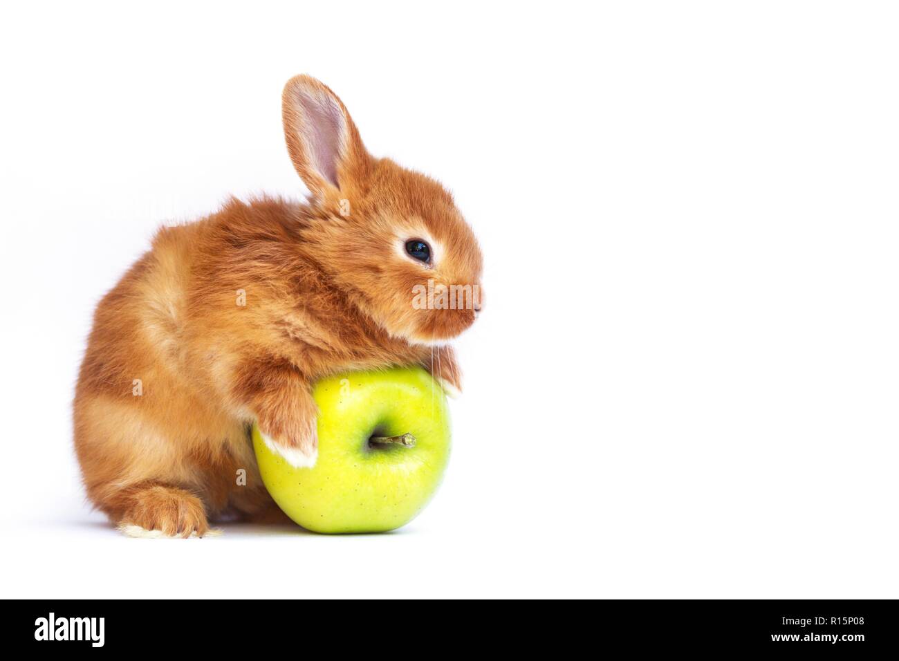 Lapin sauvage Banque d'images détourées - Alamy