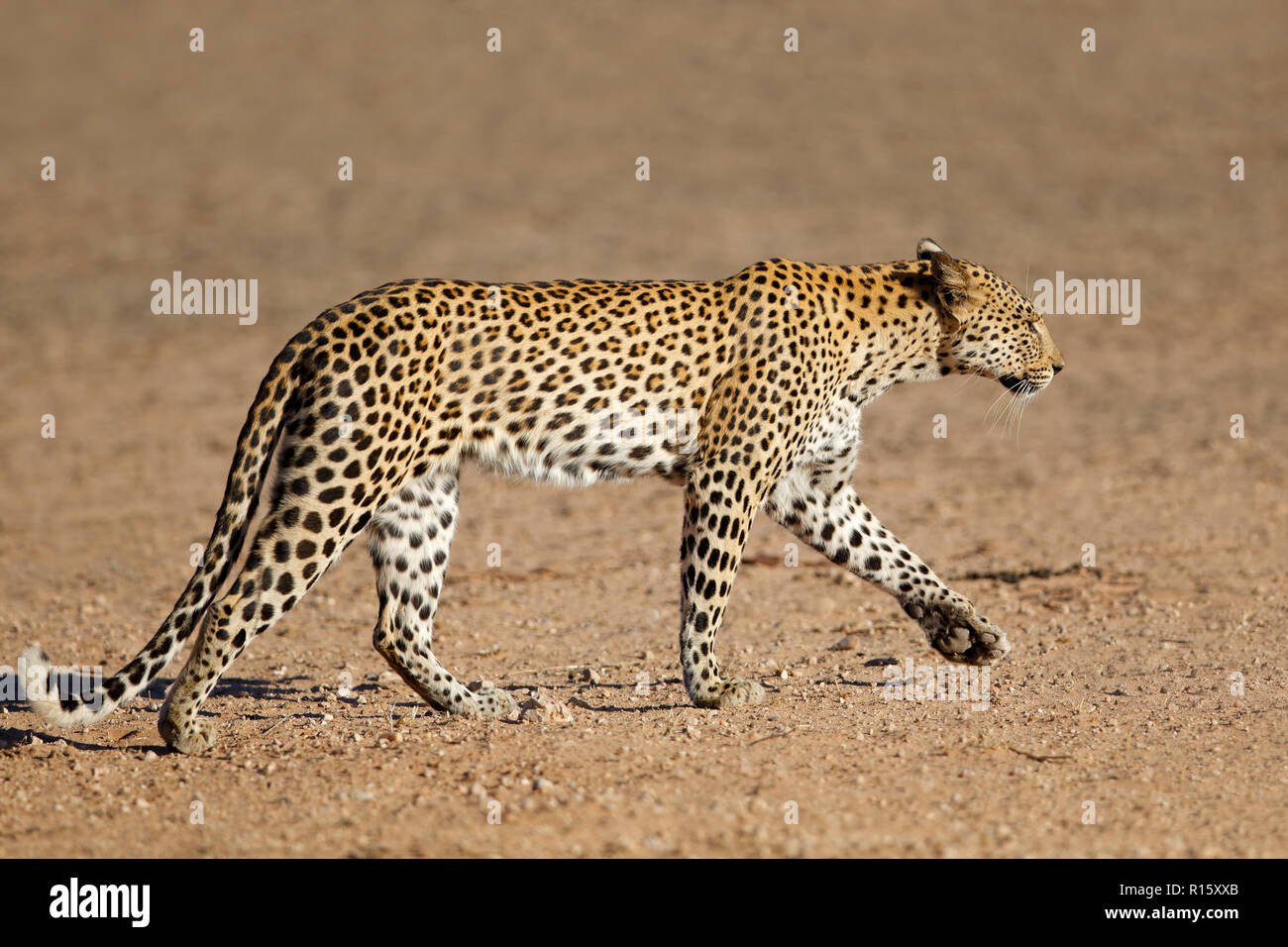Africa wildlife people walking safari Banque de photographies et d ...
