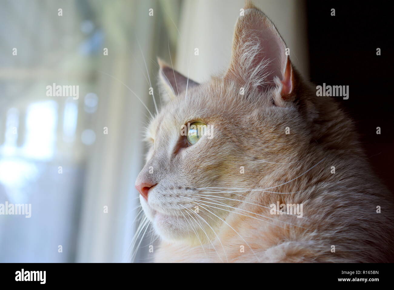 Chat aux yeux verts Banque de photographies et d’images à haute ...