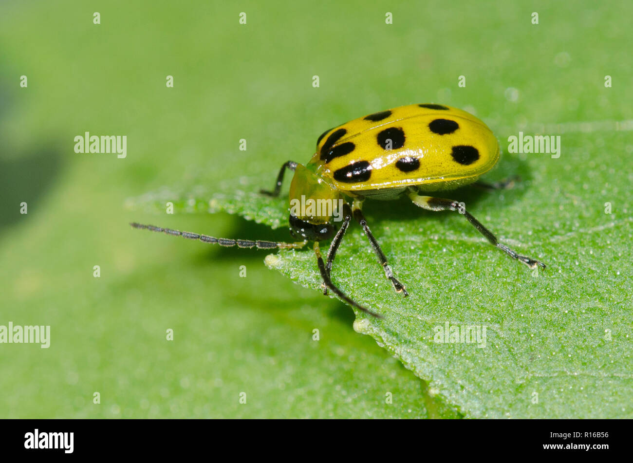 Spotted cucumber beetle diabrotica undecimpunctata Banque de ...